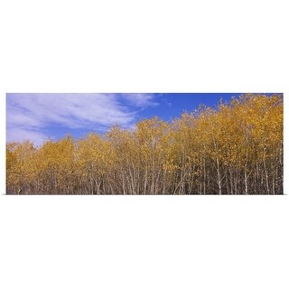 Poplar trees in a forest, Minnesota - Multi - Bed Bath & Beyond - 16886255