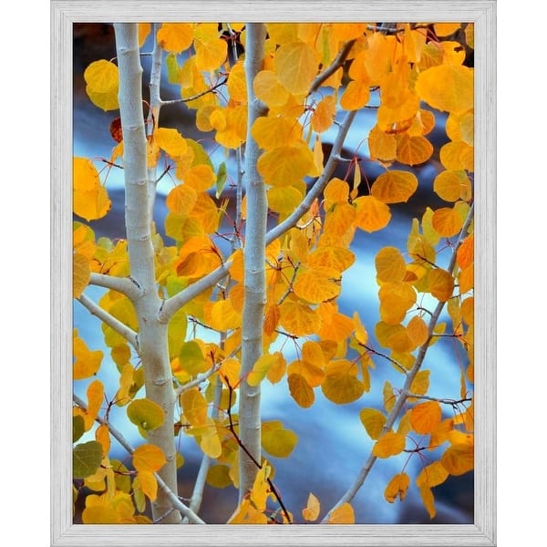 tree canvas the range