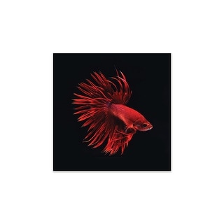 Red Betta Fish Print On Acrylic Glass by PhotoINC Studio - Bed Bath ...