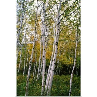 "Stand Of White Birch Trees" Poster Print - Bed Bath & Beyond - 16880117