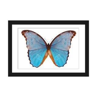 iCanvas "Butterfly Species Morpho Godarti Assarpai" by Paul Rommer ...