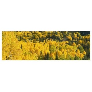 "Aerial view of aspen trees in a forest, southern Colorado" Poster ...