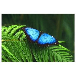 "Blue butterfly" Poster Print - Multi - Bed Bath & Beyond - 16473071