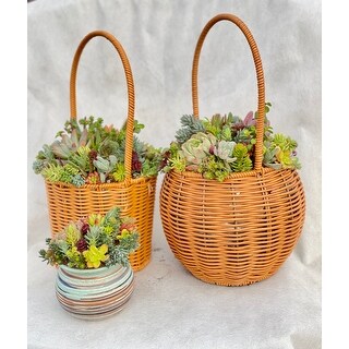 2''–3'' Multicolor Succulent Plants in Yellow Spherical Flower Basket ...