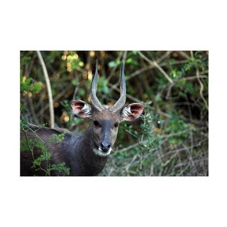 Bob Langrish 'Bushbuck' Canvas Art - Bed Bath & Beyond - 39538670