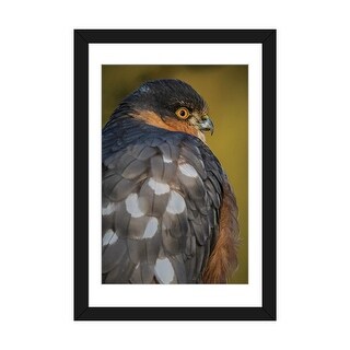 iCanvas "Sparrowhawk (Close-Up)" by Robin Scholte PFA - Bed Bath ...