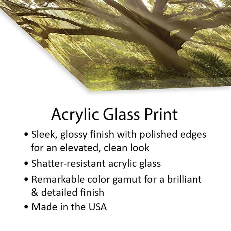 Beautiful Southern Live Oak tree, Flordia Print On Acrylic Glass by ...