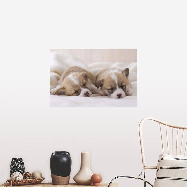 welsh corgi sleeping