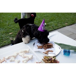 At A Birthday Celebration For The Bo First FamilyS Dog His Brother ...