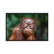 iCanvas "Orangutan Baby Smiling Closed Eyes" by Mogens Trolle Framed ...