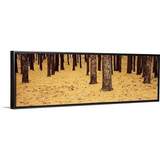 "Massachusetts, Cape Cod, Low section view of pine and oak trees" Black ...