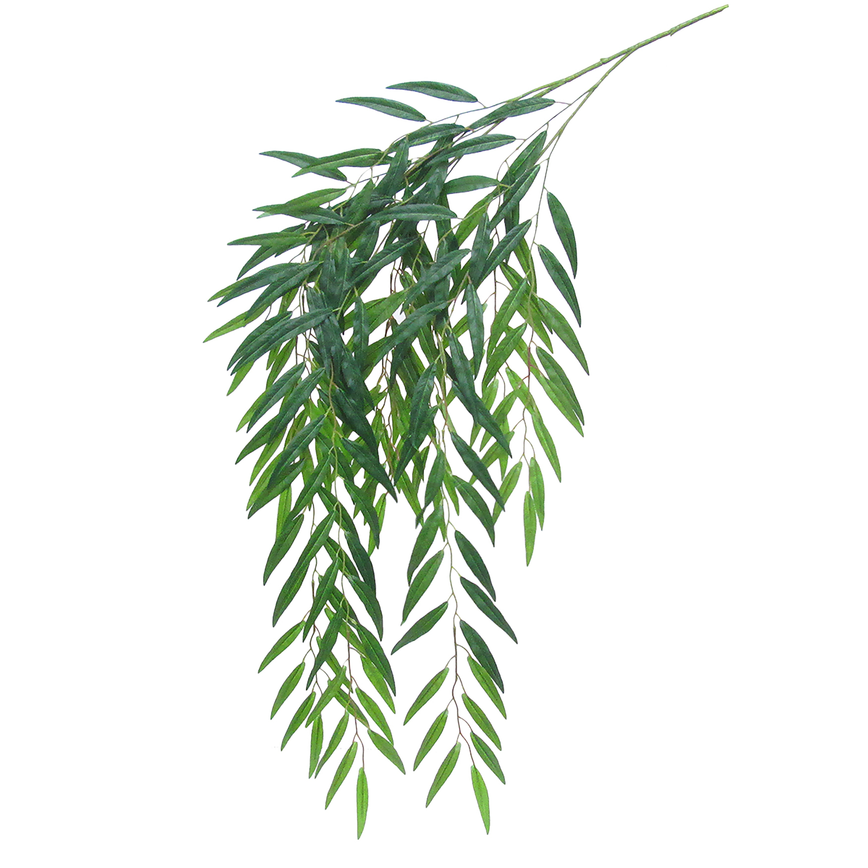 willow eucalyptus leaves