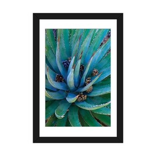 iCanvas "Agave Plants With Pine Cones, North America" by Tim Fitzharris ...