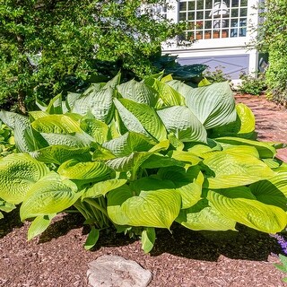 Granny's Green Giant Hosta Plants - 3, 6 or 12 Bare Roots - Bed Bath ...
