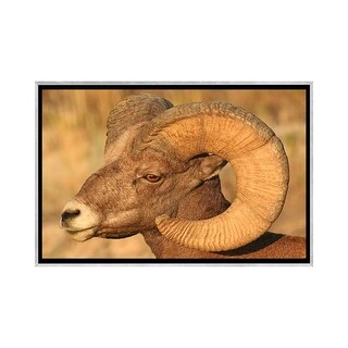 iCanvas "Bighorn Ram Head Profile" by Brian Wolf Framed - Bed Bath ...