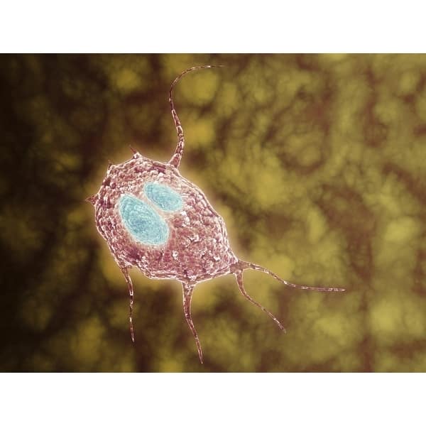 Microscopic View Of Giardiasis An Infectious Disease Caused By A ...