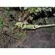 Brush Grubber HD Shrub Clump Tree Grabber Metal Chain System, ATV & UTV ...