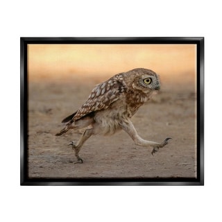Stupell Rushing Little Owl Framed Floater Canvas Wall Art Design by ...