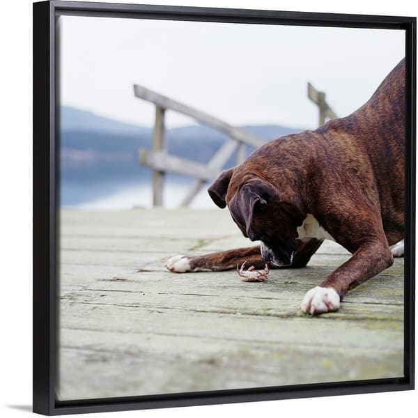 boxer dog frame