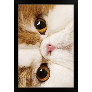 "Domestic cat. Calico Harlequin Persian." Black Framed Print - Bed Bath ...