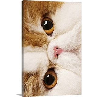 "Domestic cat. Calico Harlequin Persian." Canvas Wall Art - Bed Bath ...