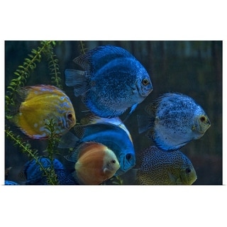 "Colorful Discus Fish" Poster Print - Multi - Bed Bath & Beyond - 16491711