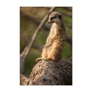 meerkat sits sad on the foam and thinks Photography Art Print/Poster ...