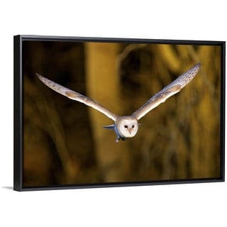 "Barn owl flying out of woodland looking for food in autumn evening ...
