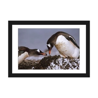 iCanvas "Gentoo Penguin Nesting Adults Rebuild Pebble Nest, Aitcho ...