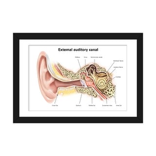 iCanvas "External Auditory Canal Of Human Ear (With Labels)" by Alan ...