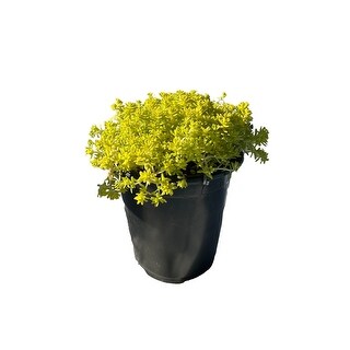 Gold Moss Sedum Spreading Plant (3-Pack) - Bed Bath & Beyond - 38142259