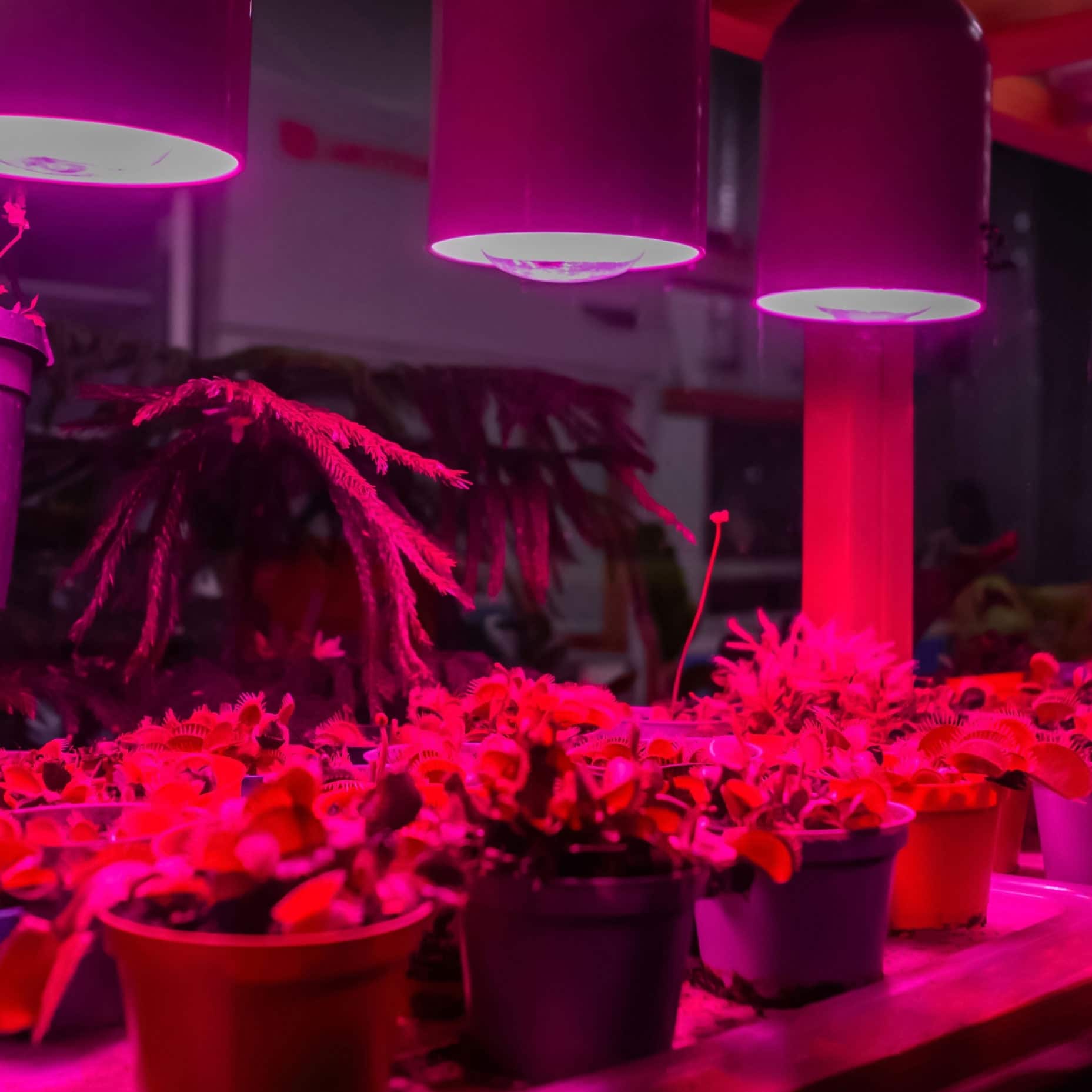 Viribright LED A19 E26 Indoor Garden Grow Light Bulb - 3500K FSB Full ...