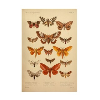 Print Collection 'American Lepidoptera Plate 3' Canvas Art - Bed Bath ...