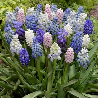 Van Zyverden Muscari Cottage Blend Set of 25 Bulbs - Bed Bath & Beyond ...