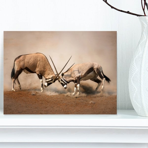 gemsbok fighting