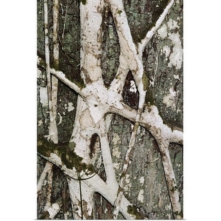 "Texture and pattern of strangler fig roots on tree trunk" Poster Print ...