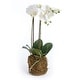 Phalaenopsis Orchid Drop-In 23" - Bed Bath & Beyond - 37624234