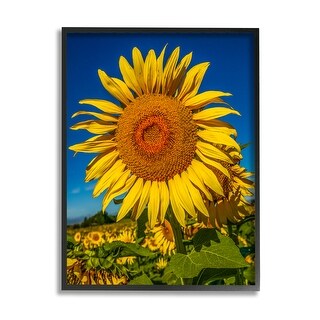 Stupell Summery Sunflower Plant Blooming Summertime Clear Sky Framed ...