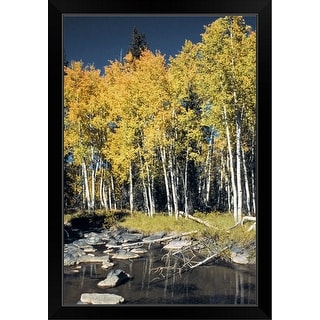 "Birch trees along a stream, Cedar Breaks National Monument, Utah, USA ...
