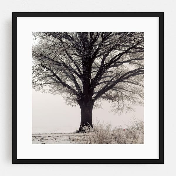 Oak Tree Photography Black White Landscape Nature Art Print/Poster ...