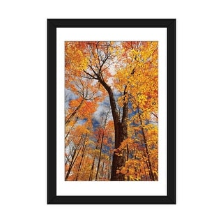 iCanvas "Canada, Ontario, Fairbank Provincial Park. Sugar maple trees ...