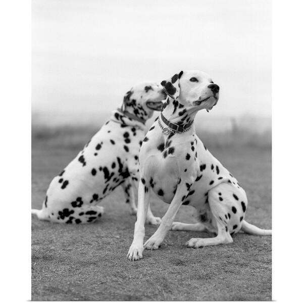 dalmatian poster