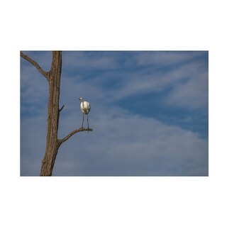 Kurt Shaffer Photographs 'White Egret Perch' Canvas Art - Bed Bath ...