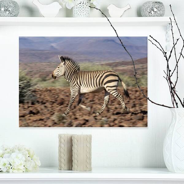 zebra landscapes