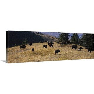 "High angle view of bisons grazing, National Bison Range, Moiese ...