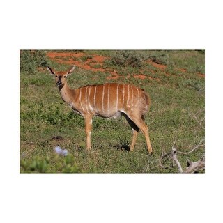 Bob Langrish 'Nyala 2' Canvas Art - Bed Bath & Beyond - 39538665