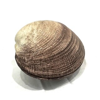 Brown And White Seashell Paper Mache Decoration - Bed Bath & Beyond ...