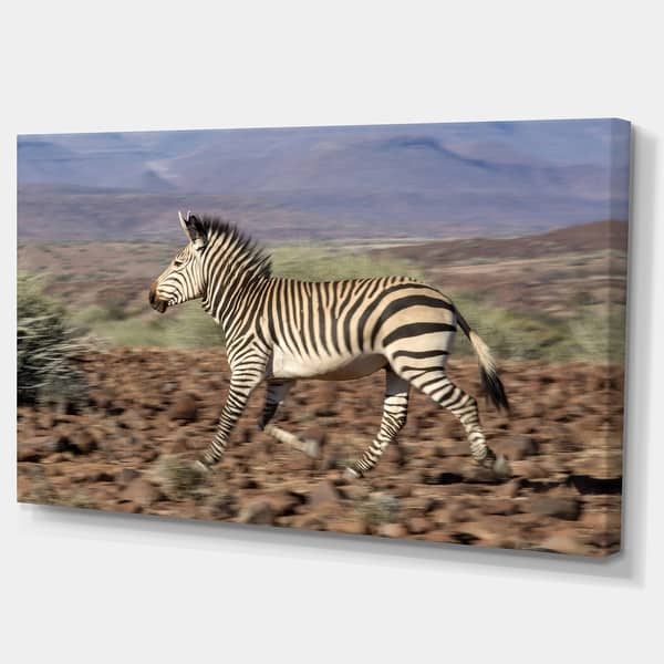 zebra landscapes