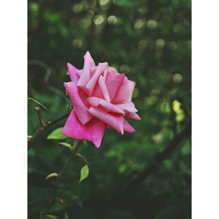 Pink Flower Portrait Photograph Art Print - Bed Bath & Beyond - 15274891