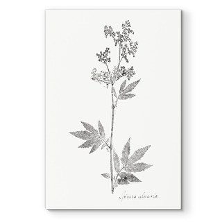 Botanical Imprint II -Premium Gallery Wrapped Canvas - Bed Bath ...